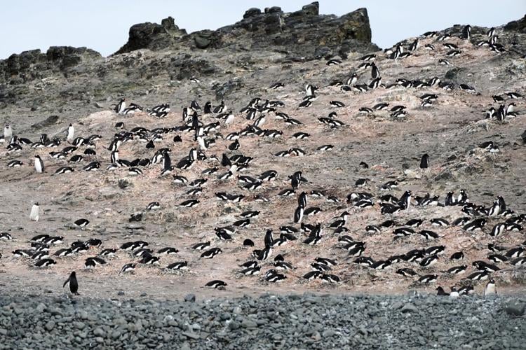 In Antarctica, photos show a remote area teeming with life amid growing ...