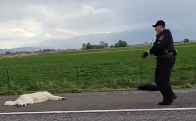 Police facing backlash after officer fatally shoots two dogs on ...