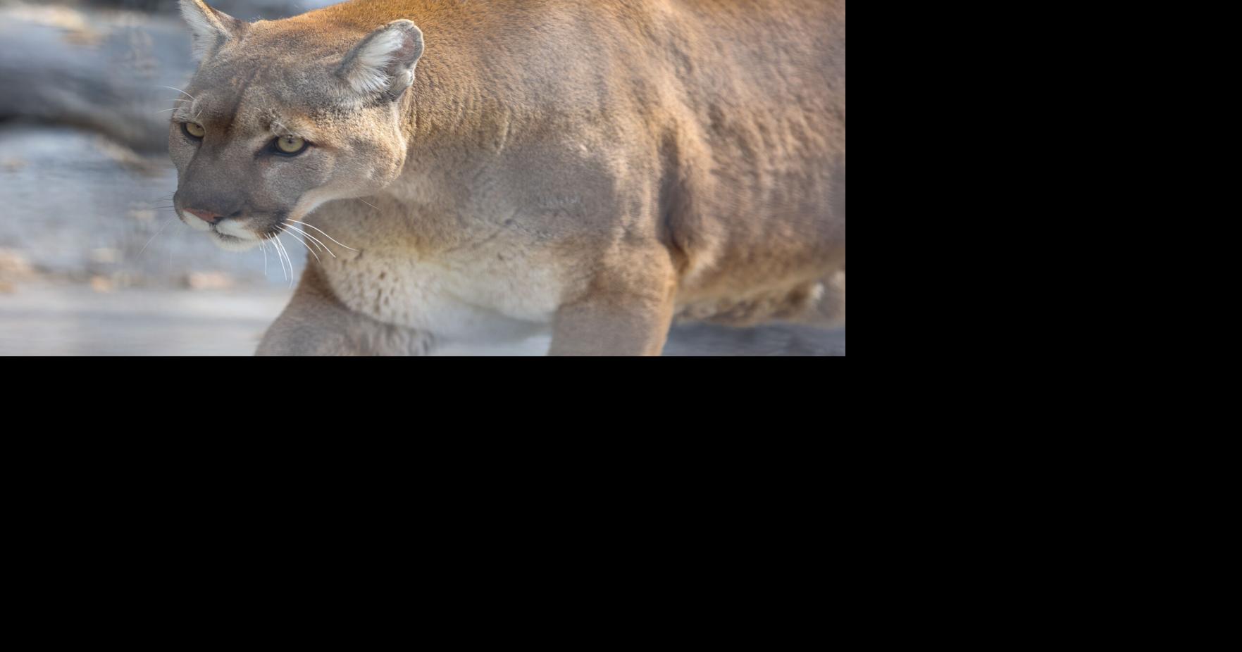 Photos of opening day at Zoo Idaho in Pocatello | Freeaccess ...