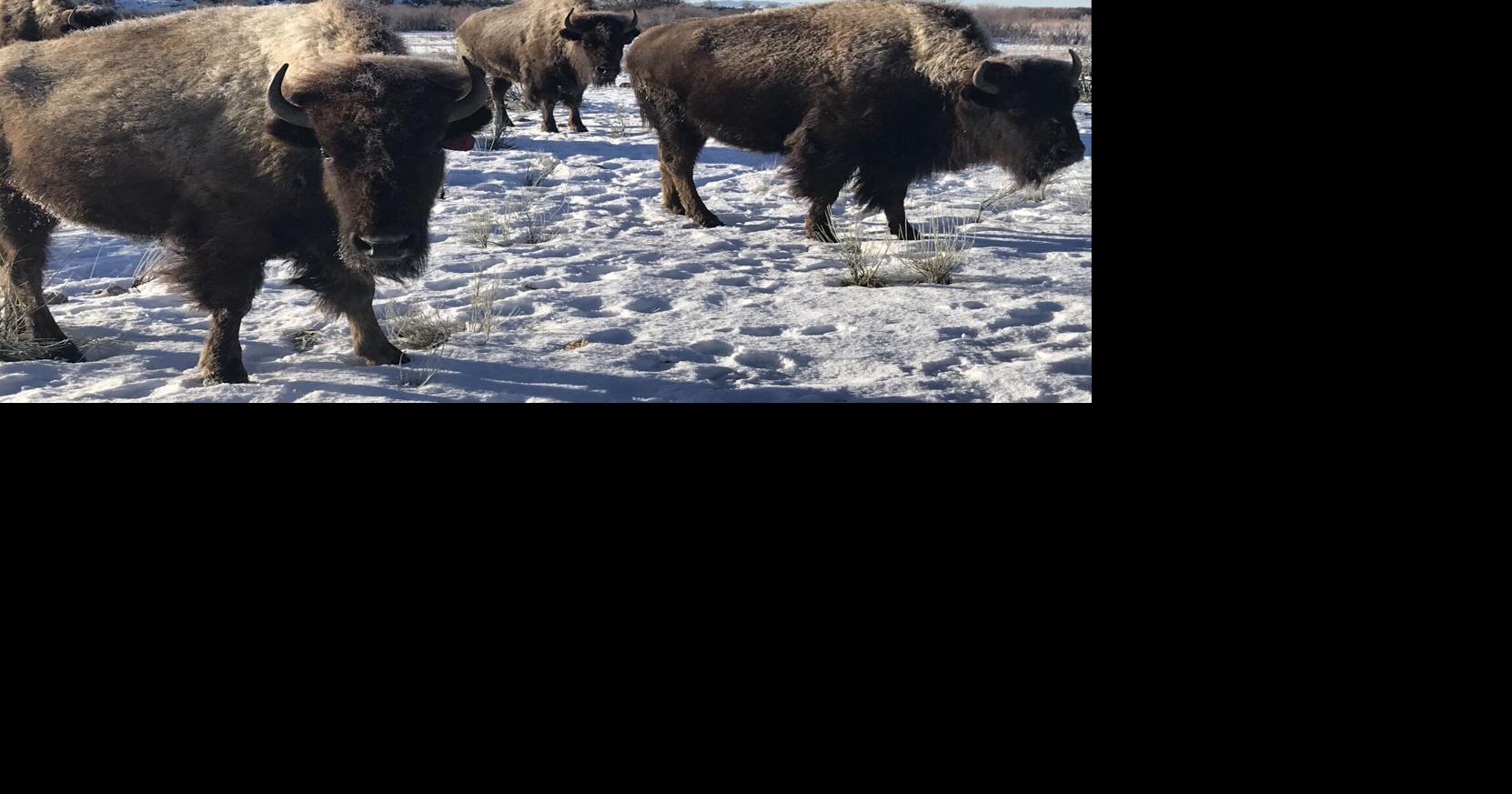 'STILL FIGHTING': Fort Hall doing its part to save buffalo from ...