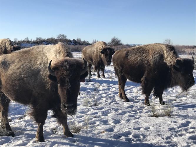'STILL FIGHTING': Fort Hall doing its part to save buffalo from ...