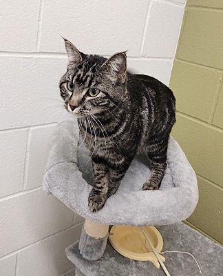 Half-off cat and kitten adoptions at Pocatello Animal Shelter Saturday ...