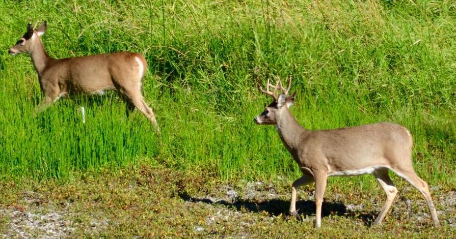 How white-tailed deer, beavers and loggers share a fascinating chapter ...