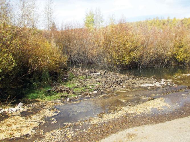 Pond leveler: Ecologically friendly device seeks to control flooding ...