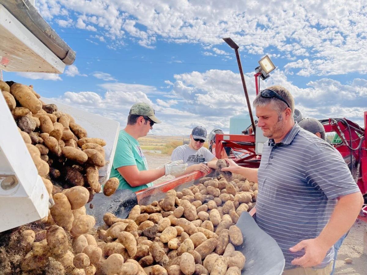 Famous…Oregon potatoes? Nah. Idaho stats show which state reigns spud ...