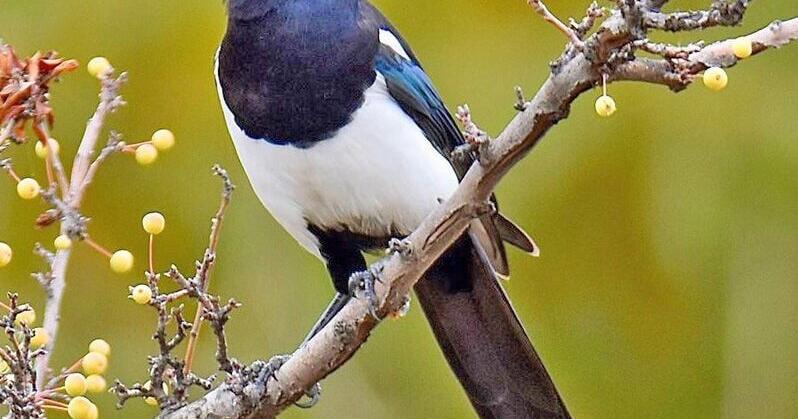 'Magpie Funeral' a reminder that other species know something about ...