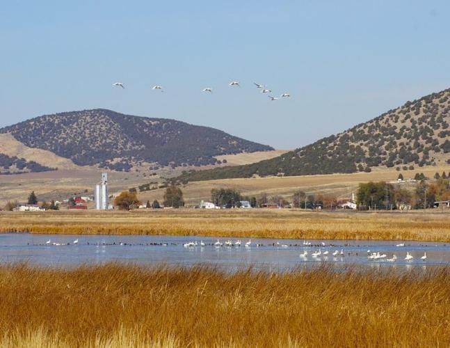 Swan Lake's Abbott Ranches earns prestigious award for more than 125 ...