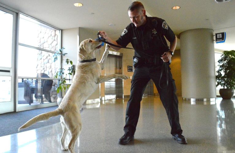 Idaho airport celebrates its working dog Lubo | Local ...