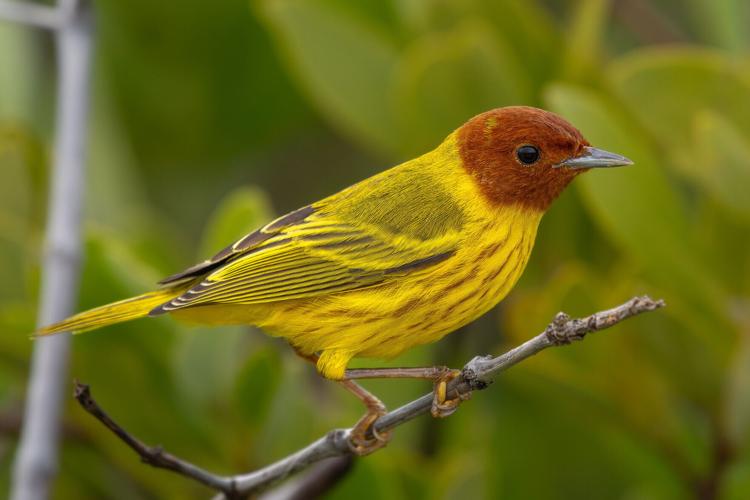 The new yellow warblers | Northwest | idahostatejournal.com
