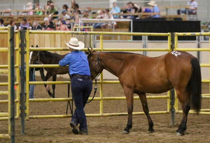 Recently-wild mustangs and burros show their new skills at Mustang ...