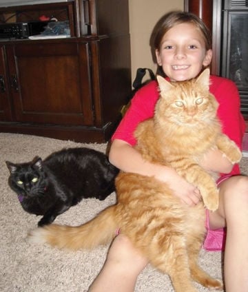 Family's 18-pound cat, Red, among what may be rising number of ...