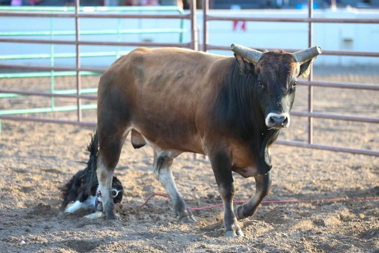 Photos of the Bull Riding Championships at Eastern Idaho State Fair ...