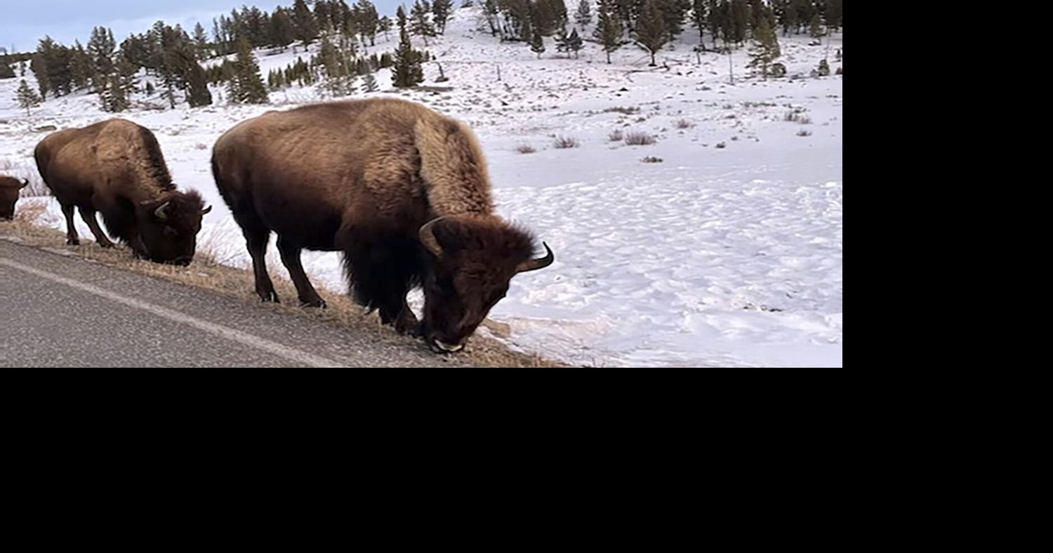 Yellowstone starts bison cull as animals migrate to Montana | Local ...