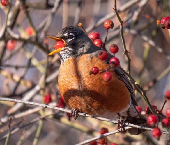 The great American robin | Northwest | idahostatejournal.com