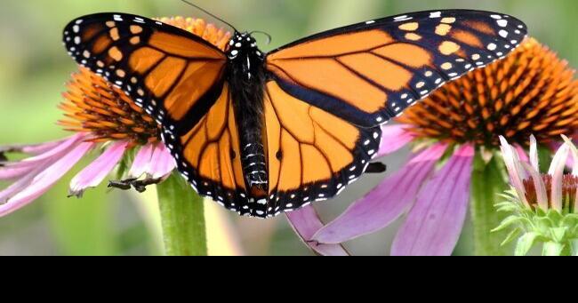 U.S. Fish and Wildlife Service proposes listing monarch butterfly as ...