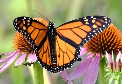 U.S. Fish and Wildlife Service proposes listing monarch butterfly as ...