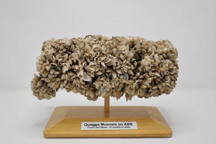 Quagga mussel treatment on Snake River ends. What's next? | Zoology ...