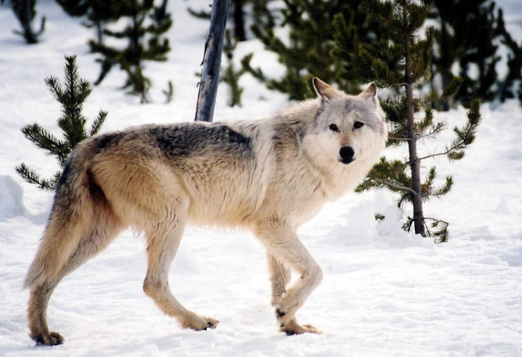 House votes to delist gray wolves from endangered species list | Local ...