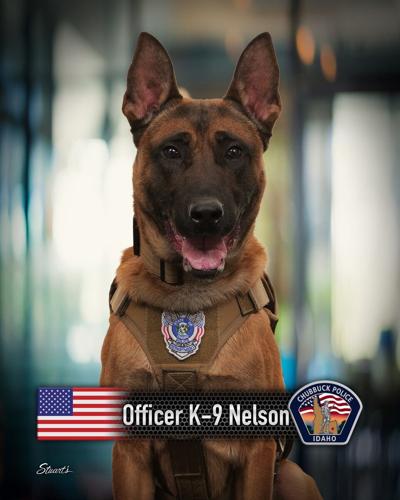 Chubbuck Police Department welcomes aboard K-9 Nelson | Local ...