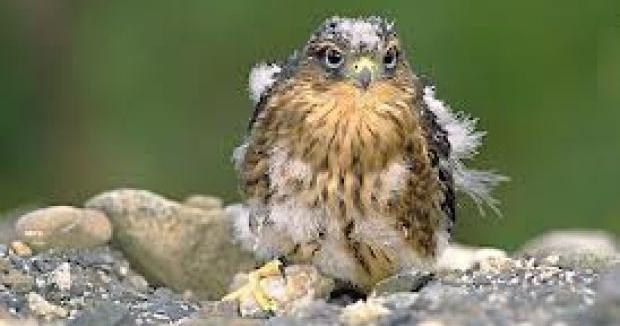 Closure Lifted After Peregrine Falcon Chick Fledges from Baxter’s ...