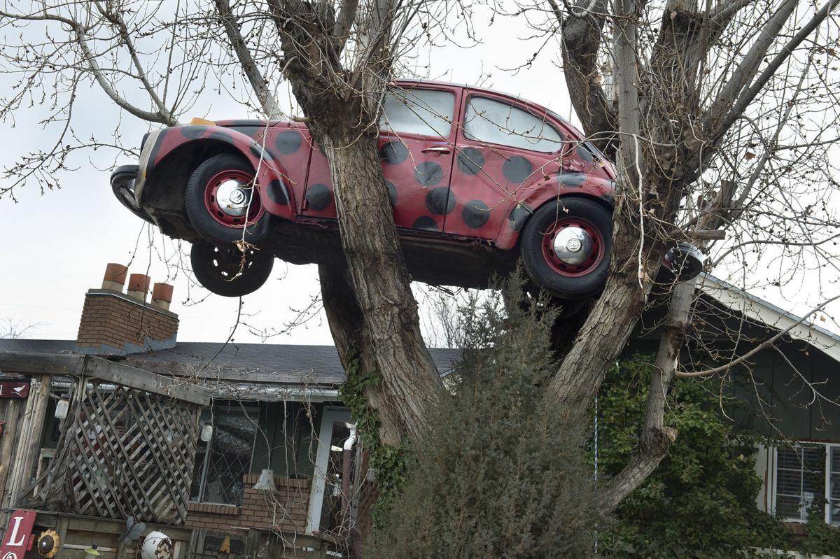 Woman wants gutted Volkswagen to stay parked in tree | Local ...