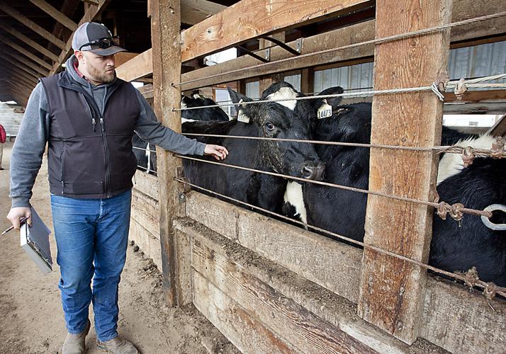 ISP's livestock brand inspectors track millions of cattle yearly ...