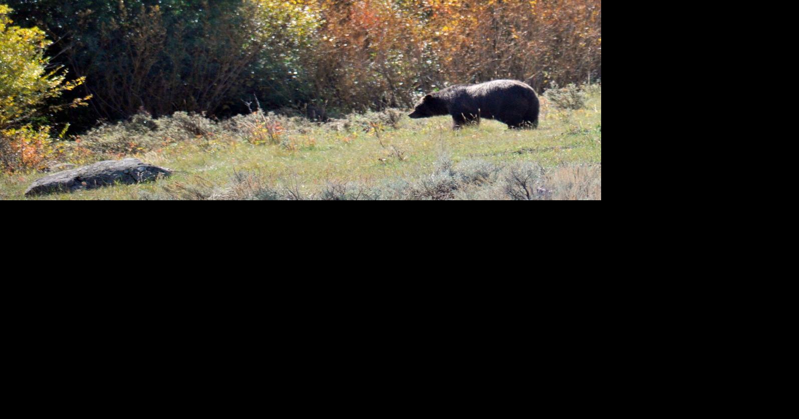 Hunter mistakenly shoots grizzly bear in North Idaho | News ...