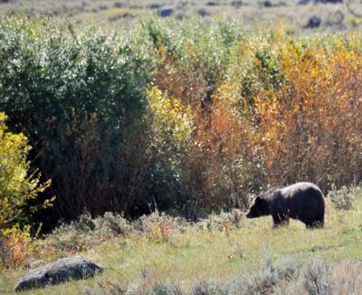 Hunter mistakenly shoots grizzly bear in North Idaho | News ...