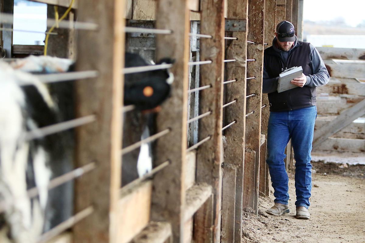 ISP's livestock brand inspectors track millions of cattle yearly ...