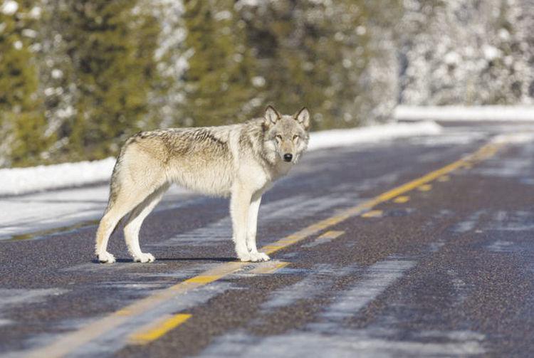 Six wolves killed by humans in Yellowstone Park area | Local ...