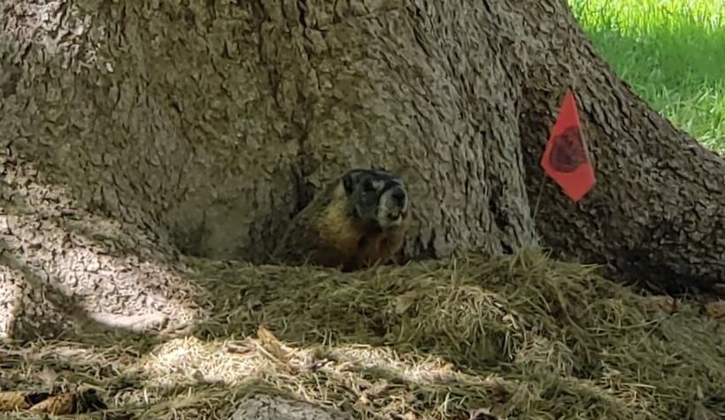 MARMOT INFESTATION: Poison apparently being used to combat rock chuck ...
