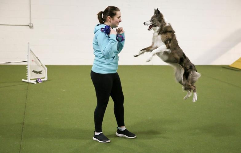 Wowed by the agility dogs at the Westminster show? Handlers explain how ...