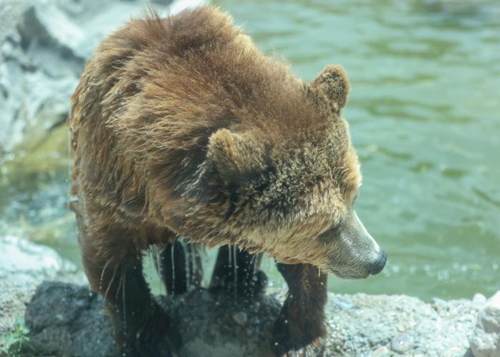 PHOTO GALLERY: Enrichment Day at Zoo Idaho in Pocatello | Freeaccess ...