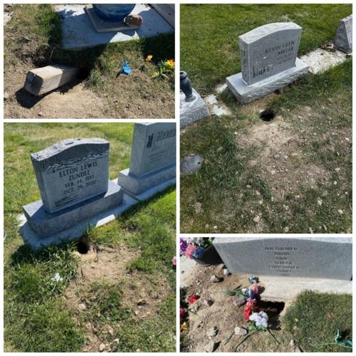 MARMOT INFESTATION: Poison apparently being used to combat rock chuck ...