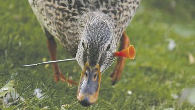 Ducks and geese shot by blow darts at Idaho park | Local ...
