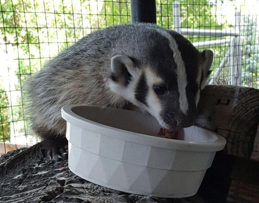 Orphaned baby badger new addition at Pocatello zoo | Local ...