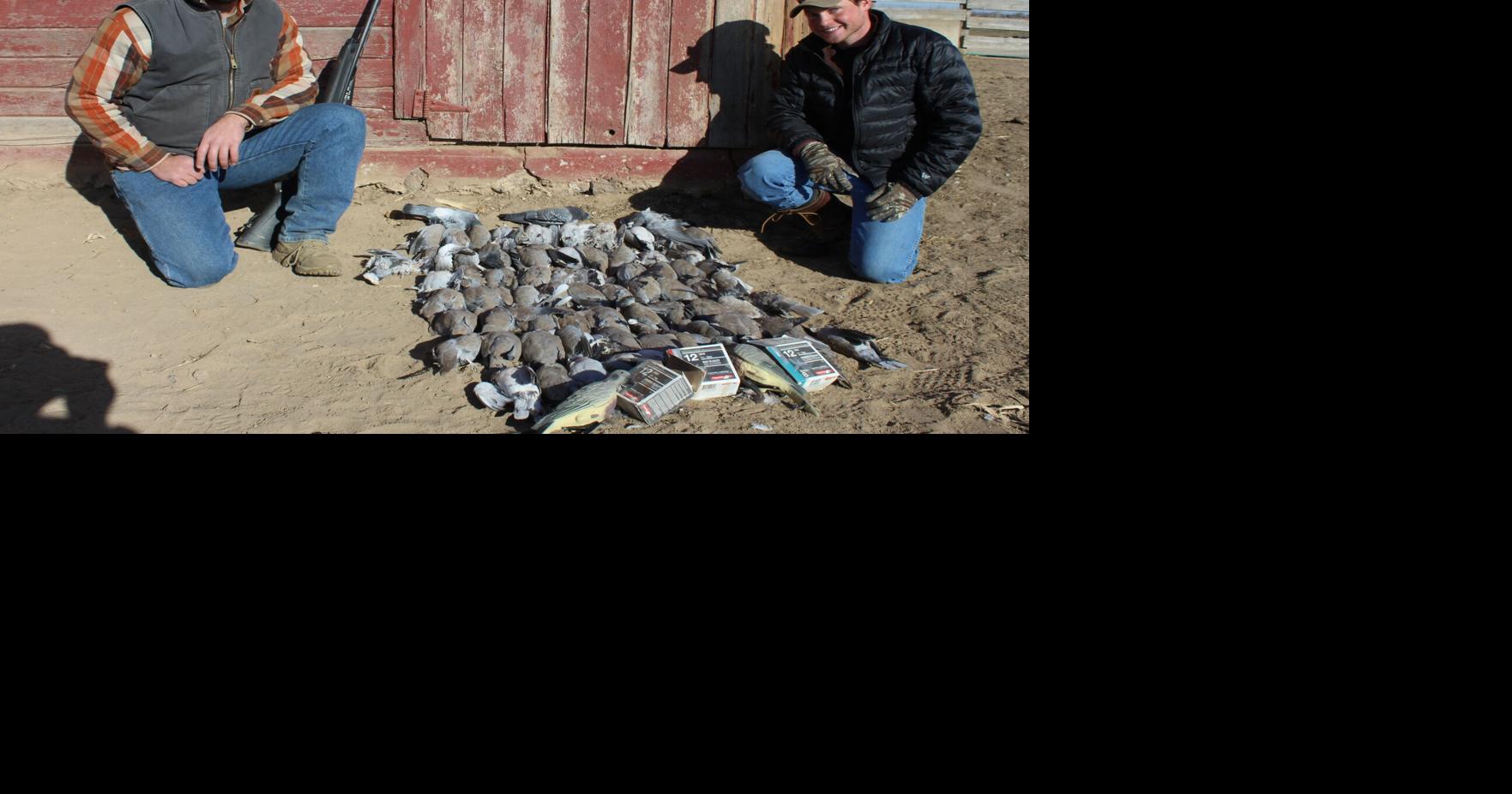Tom Claycomb: Dove hunting is upon us | Northwest | idahostatejournal.com