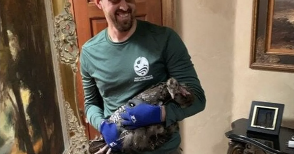 Turkey plows through window of Spokane home | Local | idahostatejournal.com