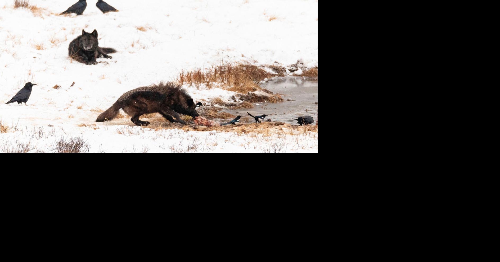 25 years later: Politics, myths and the reintroduction of wolves to ...