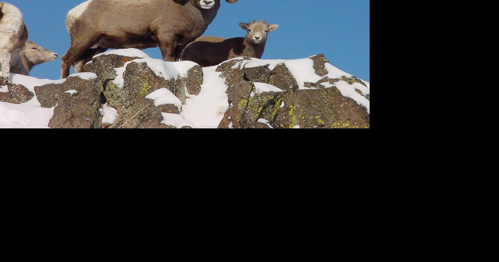 Licensed big game outfitter and guide from Challis indicted for ...