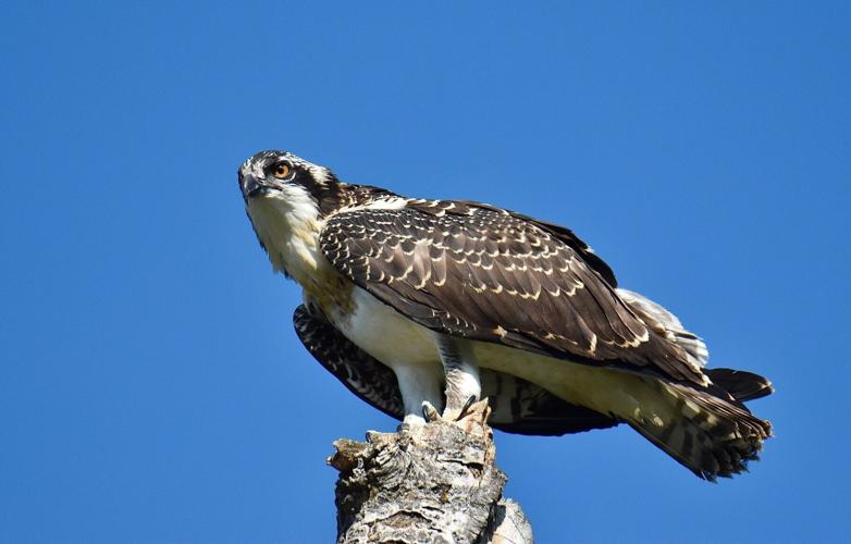 Just for the birds: Osprey | Northwest | idahostatejournal.com