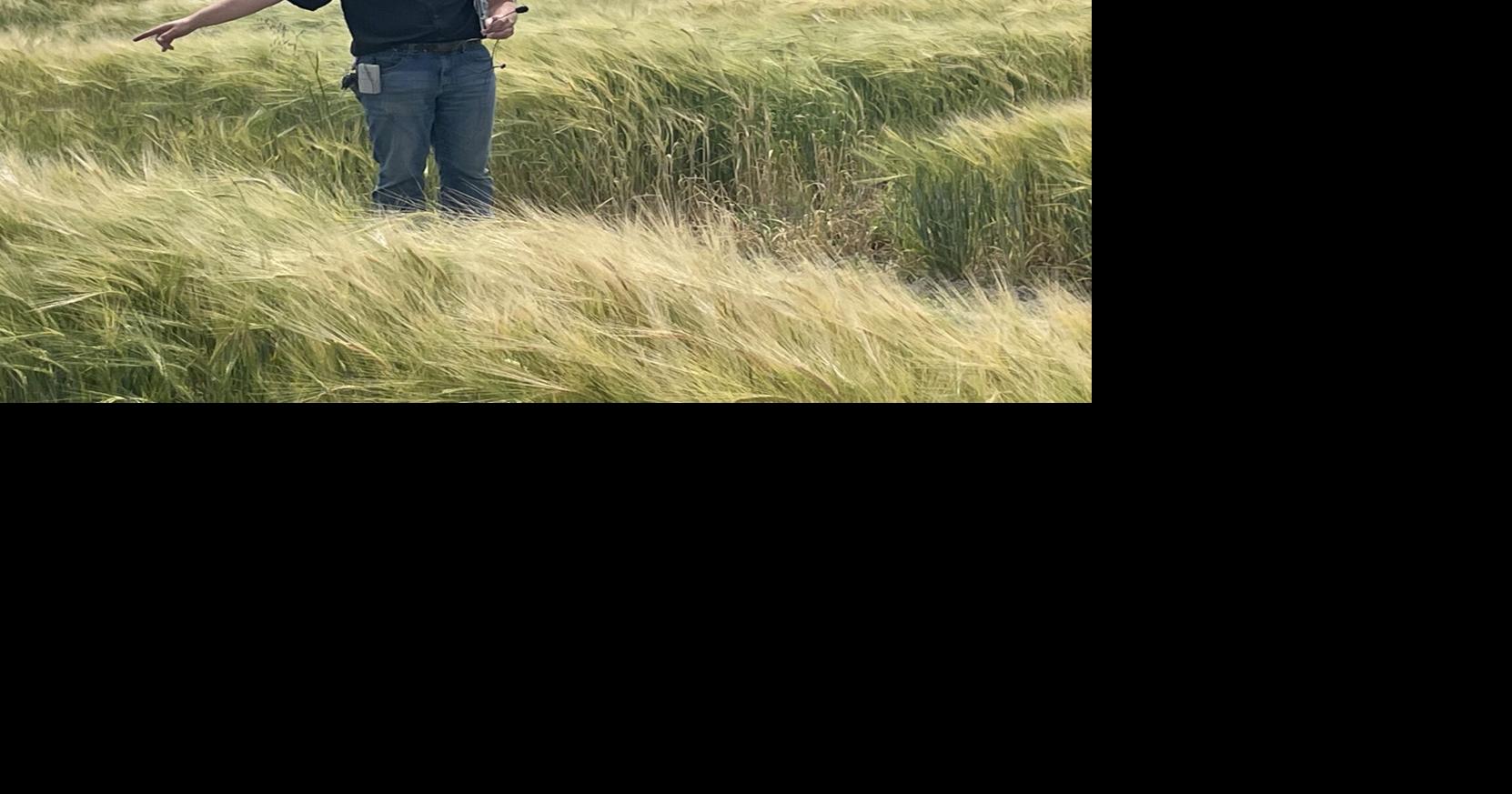 UI Extension researcher to study early seeding, optimizing nutrient and ...
