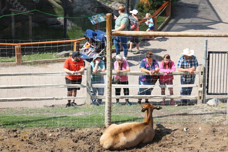 PHOTO GALLERY: Free Zoo Day at Zoo Idaho in Pocatello | Freeaccess ...