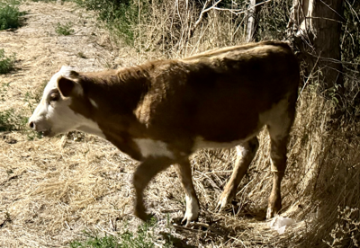 COW ON LOOSE AGAIN: Bovine back home after twice escaping pasture in ...