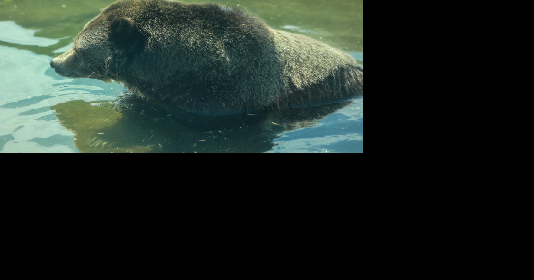 PHOTO GALLERY: Free Zoo Day at Zoo Idaho in Pocatello | Freeaccess ...