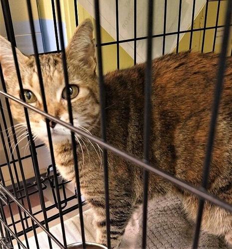 Nine years and 1,000 miles later family's lost cat found in Idaho ...