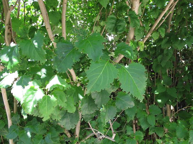 The Bug Box: Lilac root weevil | Bug Box | idahostatejournal.com