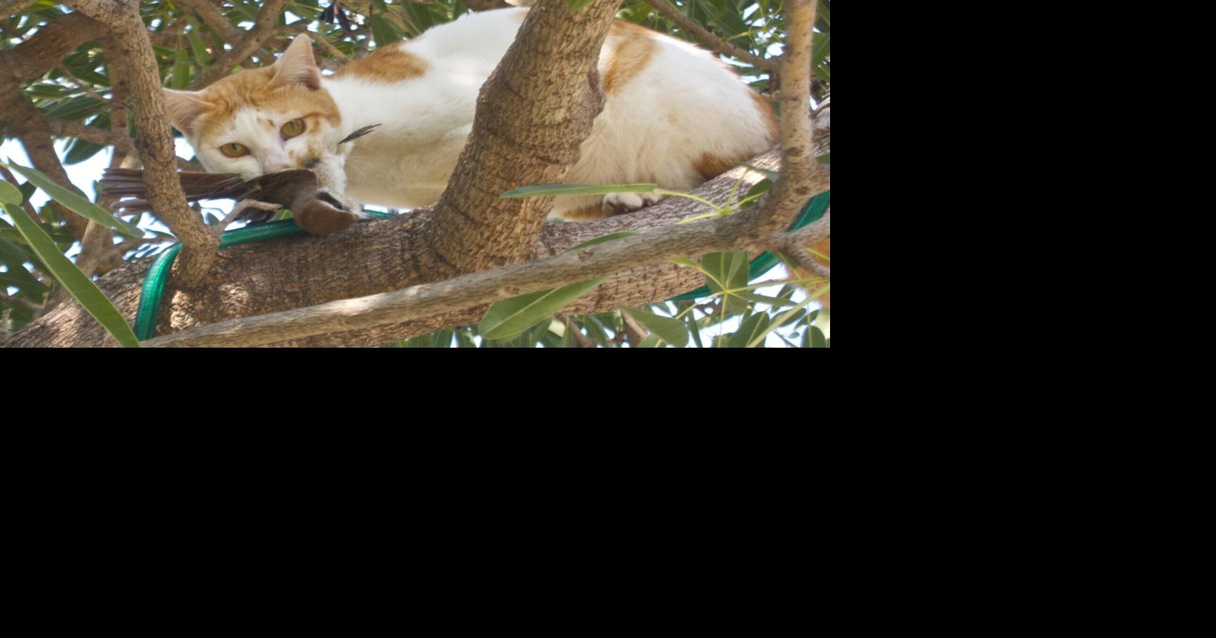 The No. 1 killer of birds? Cats | Northwest | idahostatejournal.com