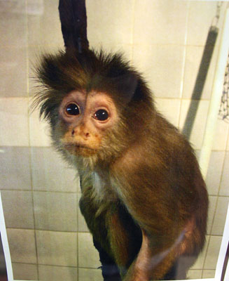 Community mourns death of monkey | Members | idahostatejournal.com