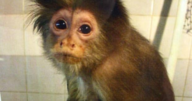 Community mourns death of monkey | Members | idahostatejournal.com